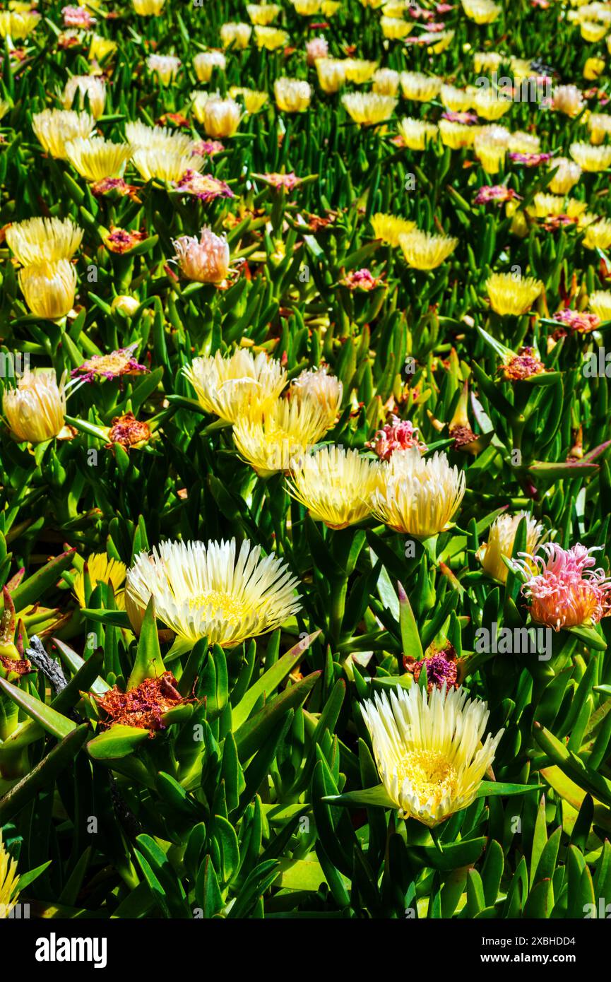 Yellow succulent flowers; Carpobrotus edulis; hottentot-fig; sour fig ...