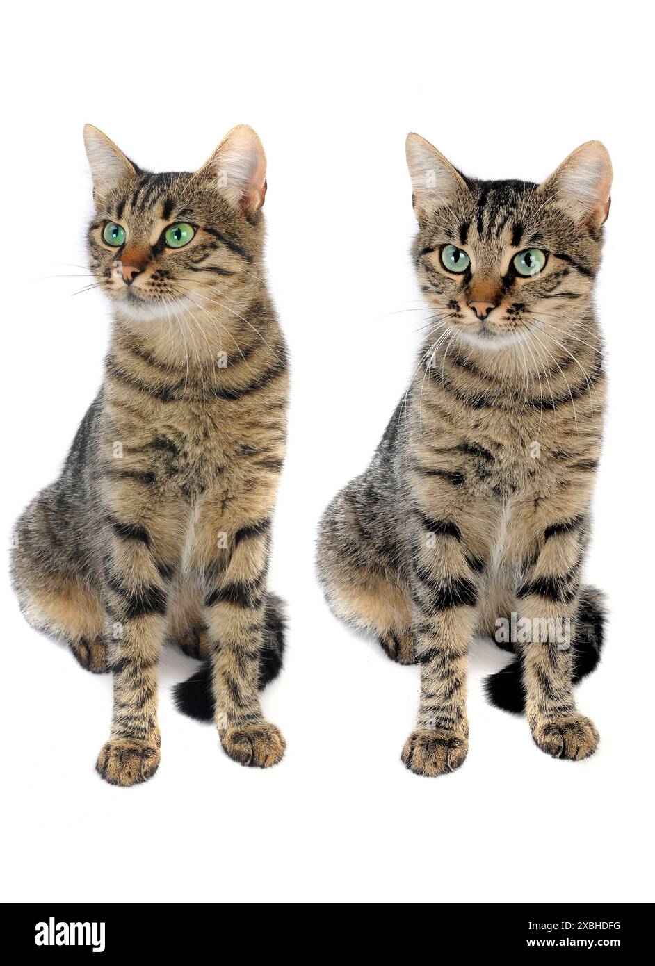 Adorable two cat sitting on Cut Out Stock Images & Pictures - Alamy