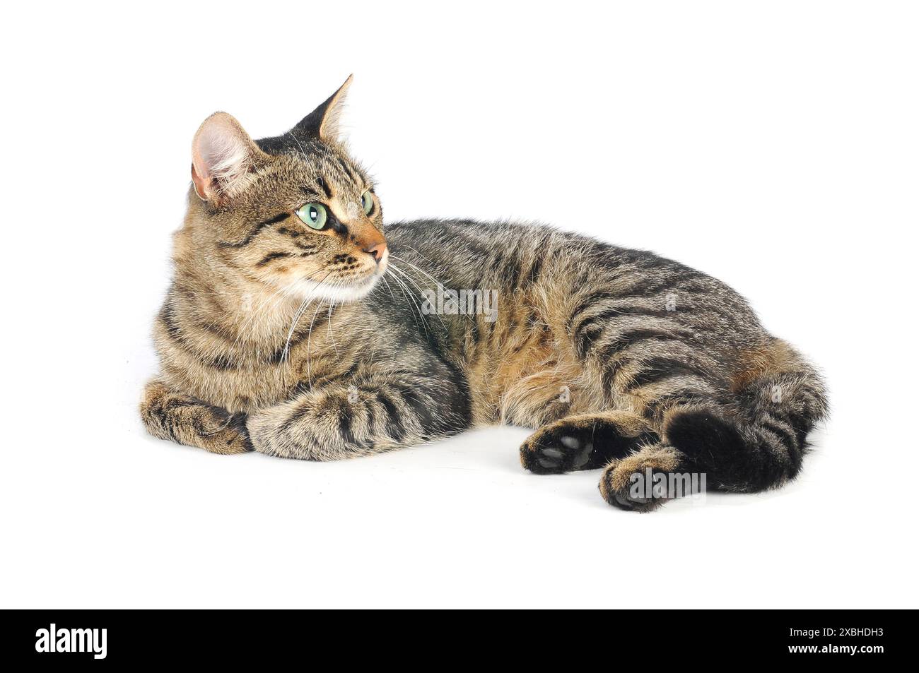 european cat sitting on a white background Stock Photo - Alamy