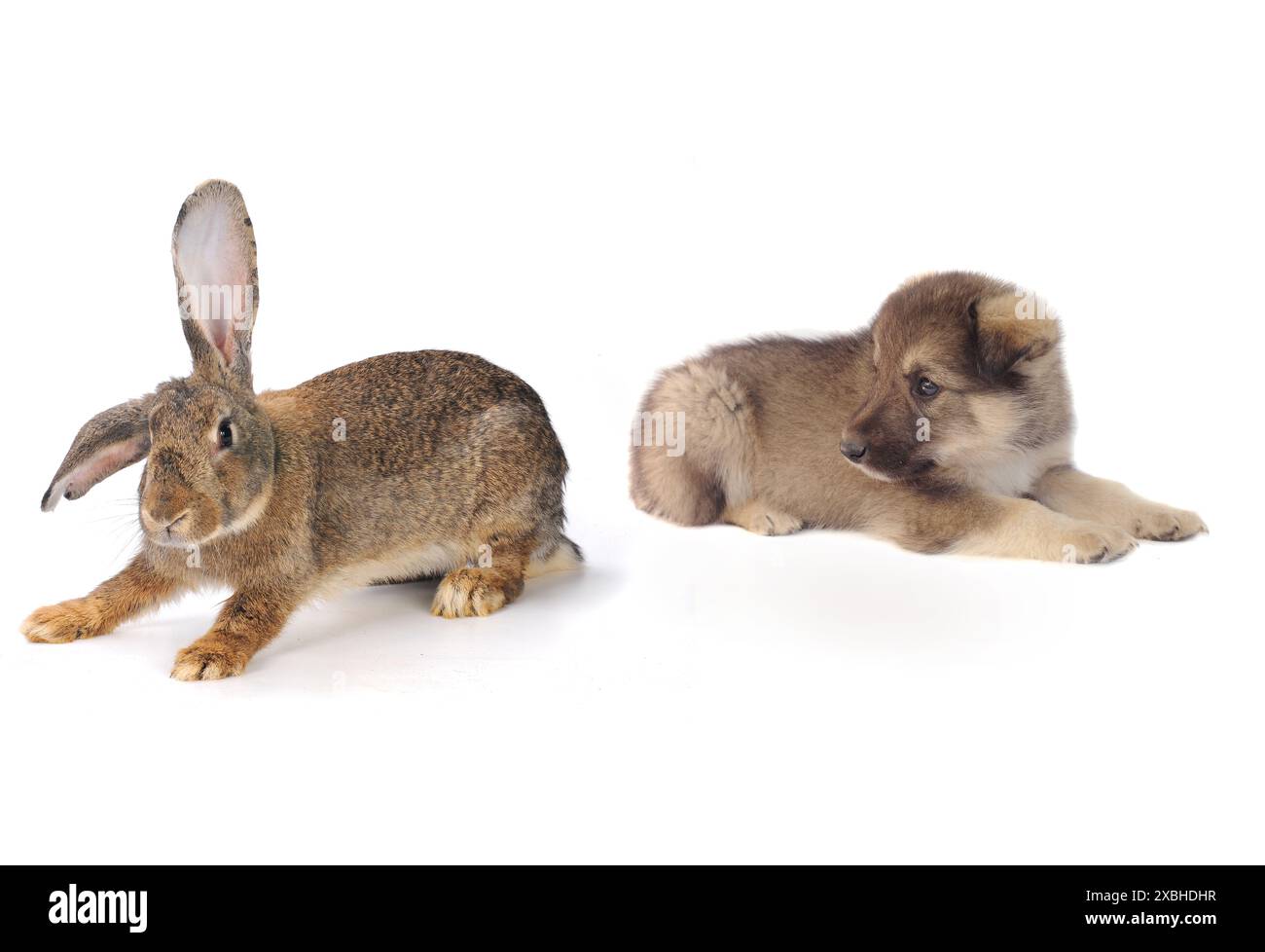 Puppy with rabbit hi-res stock photography and images - Alamy