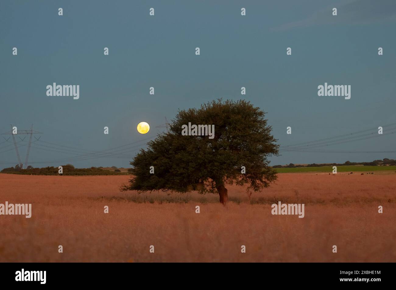 Pampas tree landscape, La Pampa province, Patagonia, Argentina Stock ...