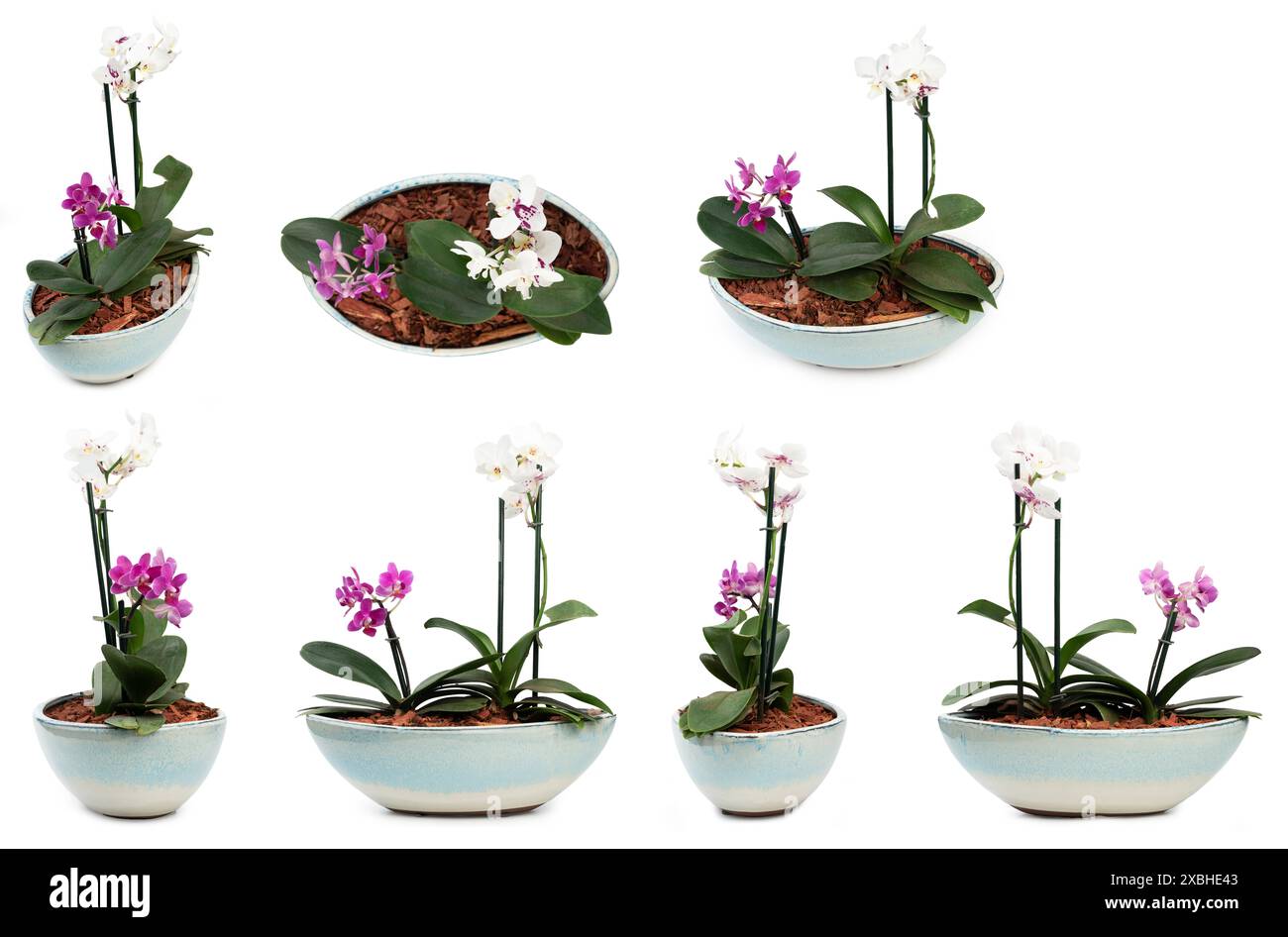 Orchid pot hi-res stock photography and images - Alamy