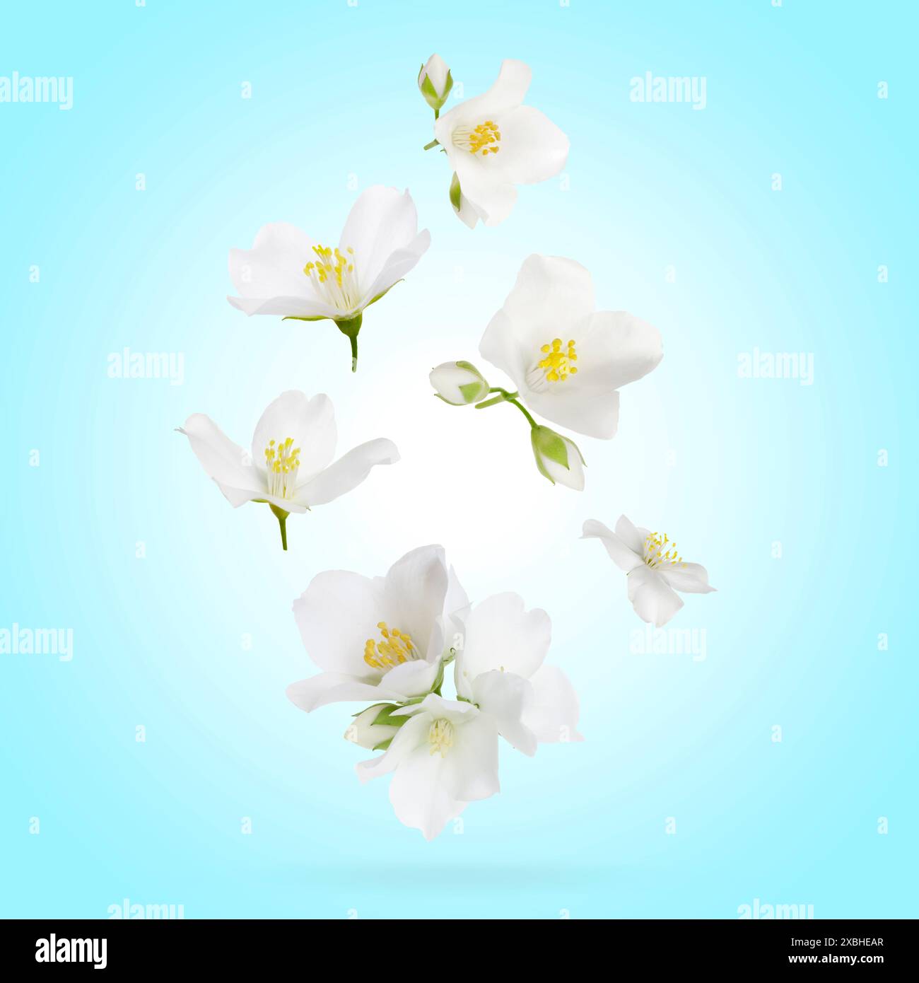 Beautiful jasmine flowers in air on light blue background Stock Photo ...