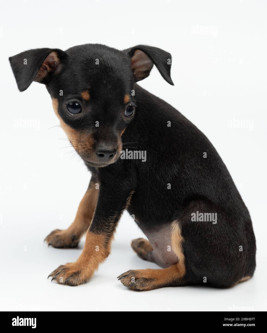 Pinscher miniature hi-res stock photography and images - Alamy