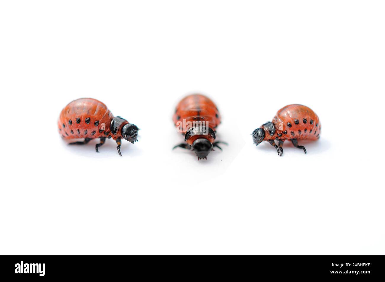 Three Colorado potato bugs isolated on white Stock Photo - Alamy