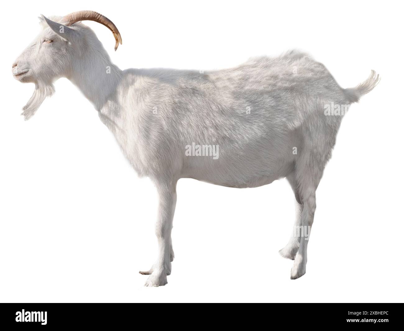 Goat standing up isolated on a white background Stock Photo - Alamy