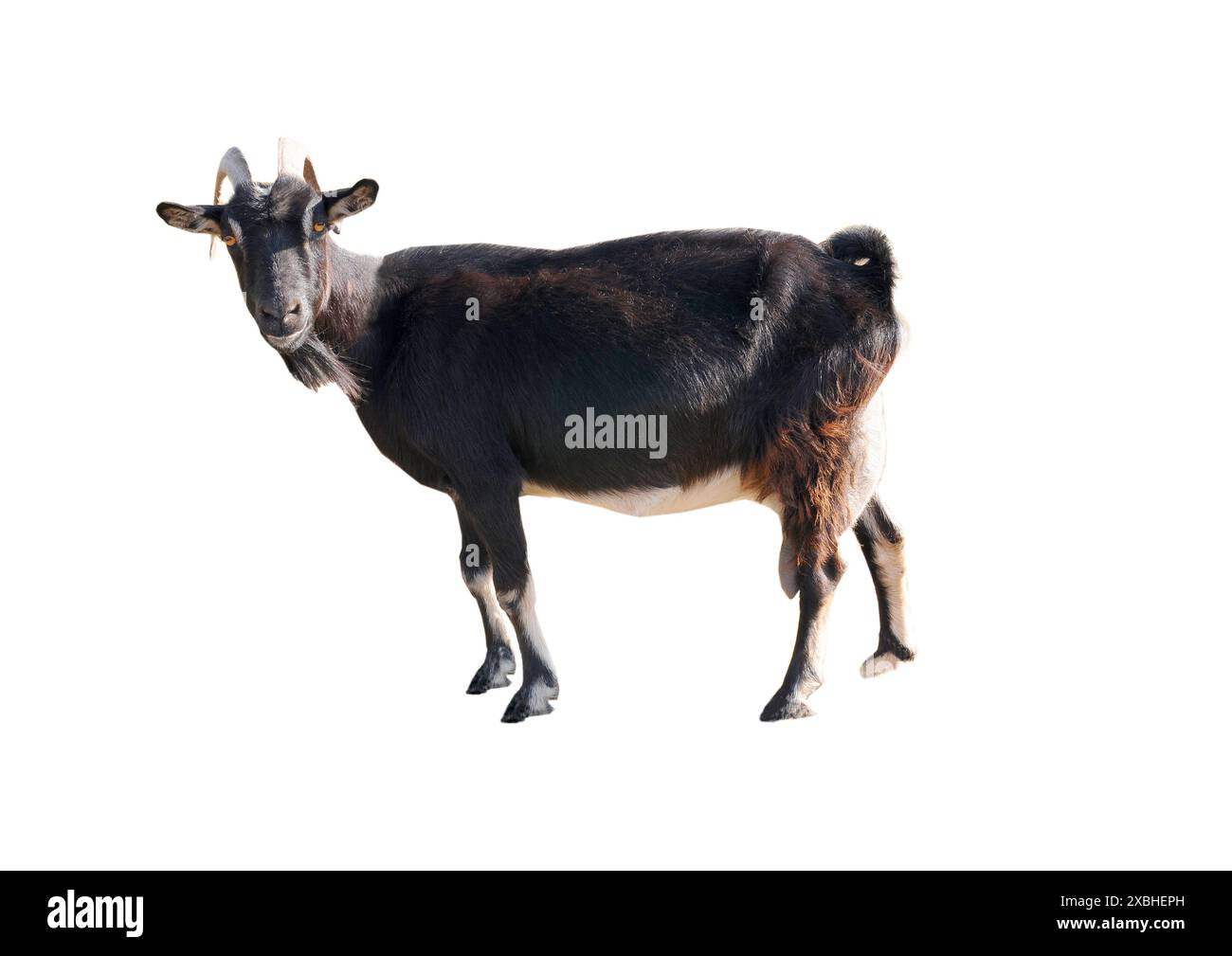 Goat standing up isolated on hi-res stock photography and images - Alamy