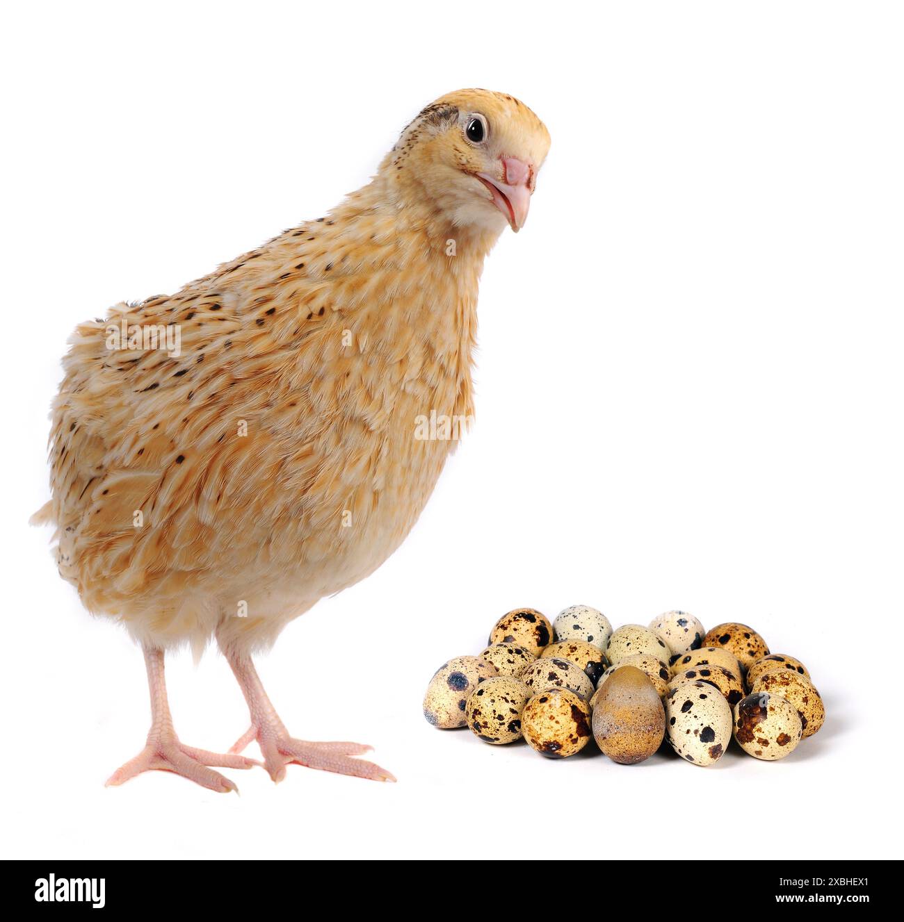 adult quail isolated on white background Stock Photo - Alamy