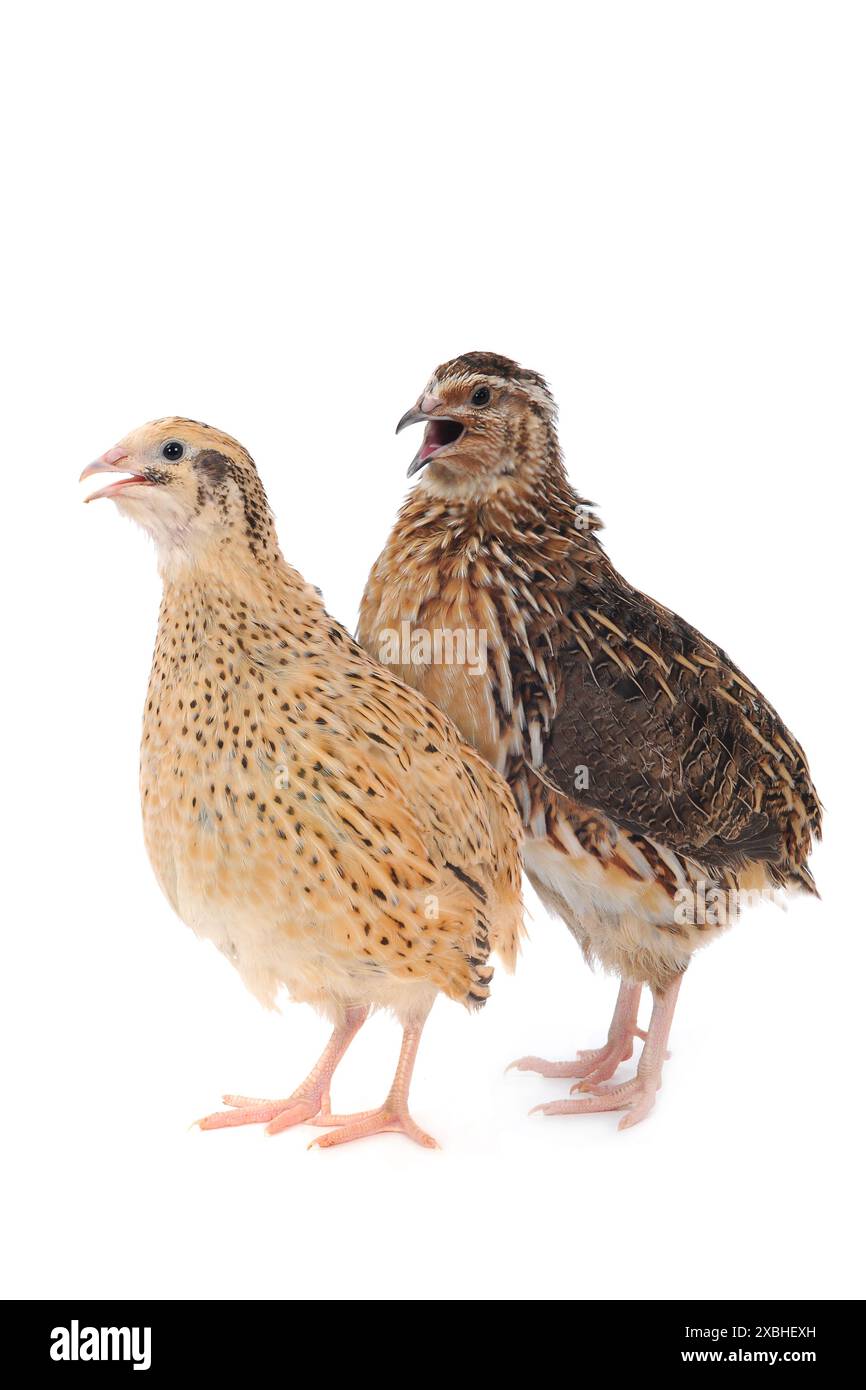 adult quail isolated on white background Stock Photo - Alamy