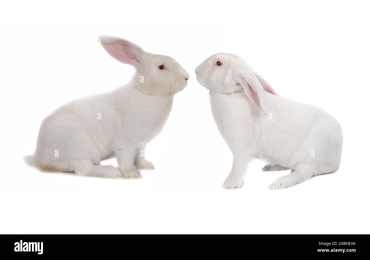 white rabbit with blue eyes Stock Photo - Alamy