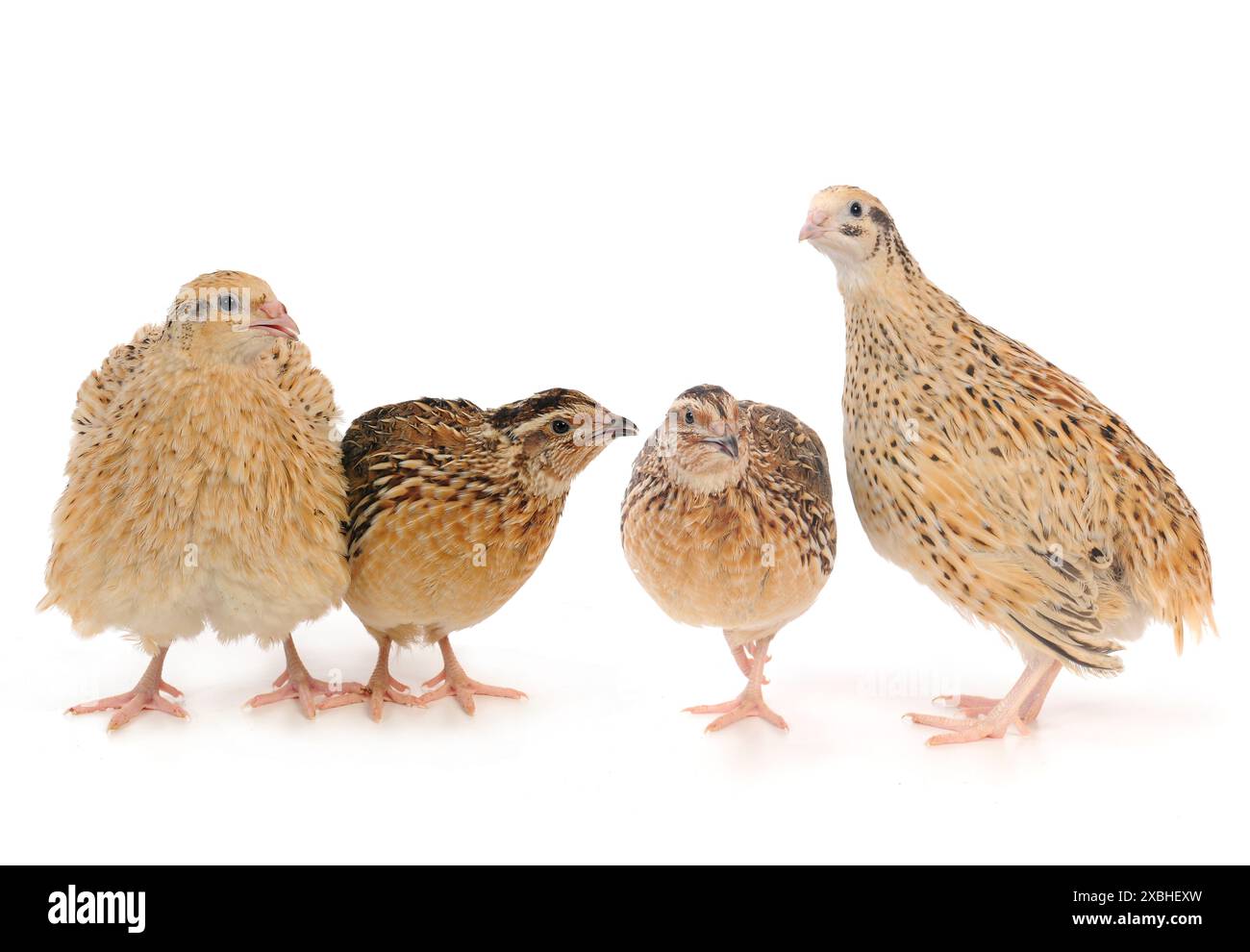 adult quail isolated on white background Stock Photo - Alamy