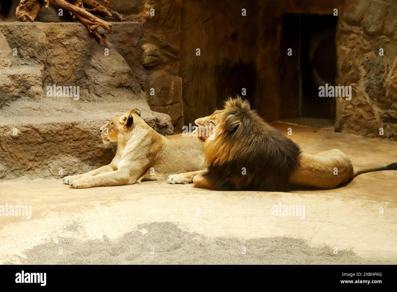 Pair of adult Lions in zoological garden. Wildlife photography ...