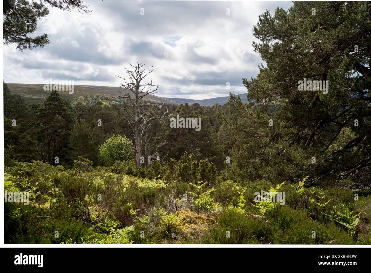Scots Pine ancient woodland on the Glen Tanar Estate in the Cairngorm ...