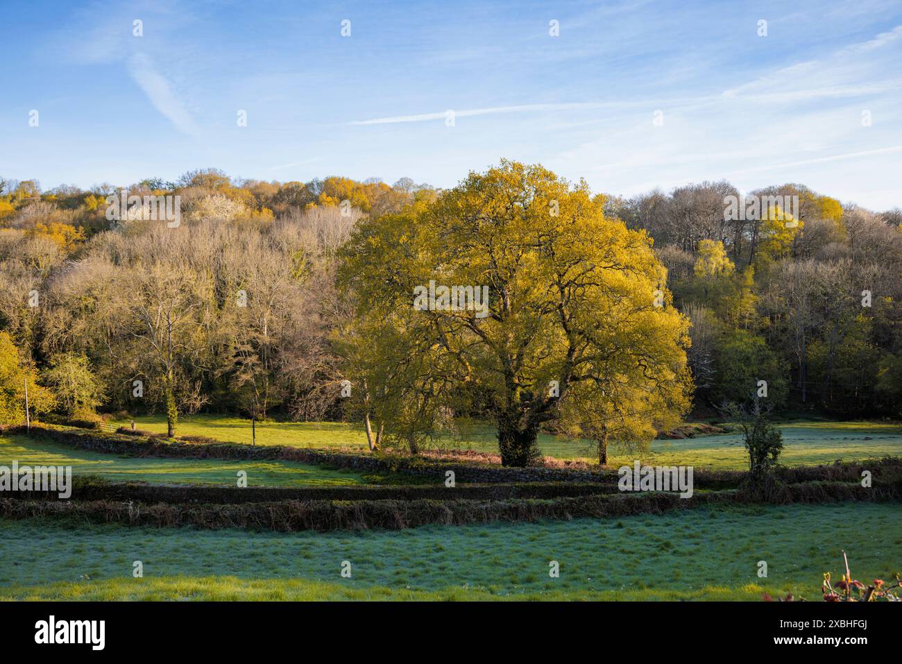 Trees and fields in the Lower Wye Valley, UK Stock Photo - Alamy