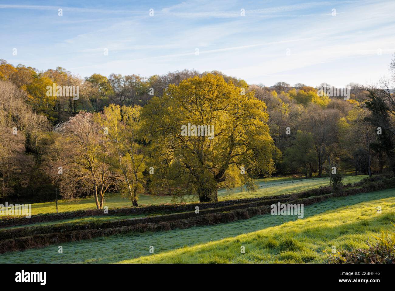 Trees and fields in the Lower Wye Valley, UK Stock Photo - Alamy