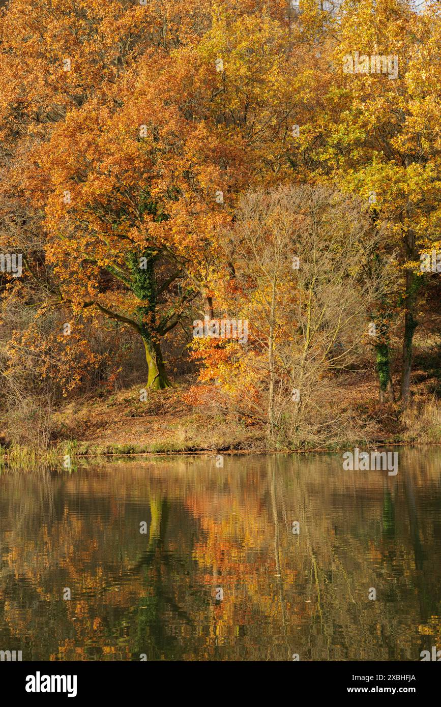 The trees and ponds hi-res stock photography and images - Alamy