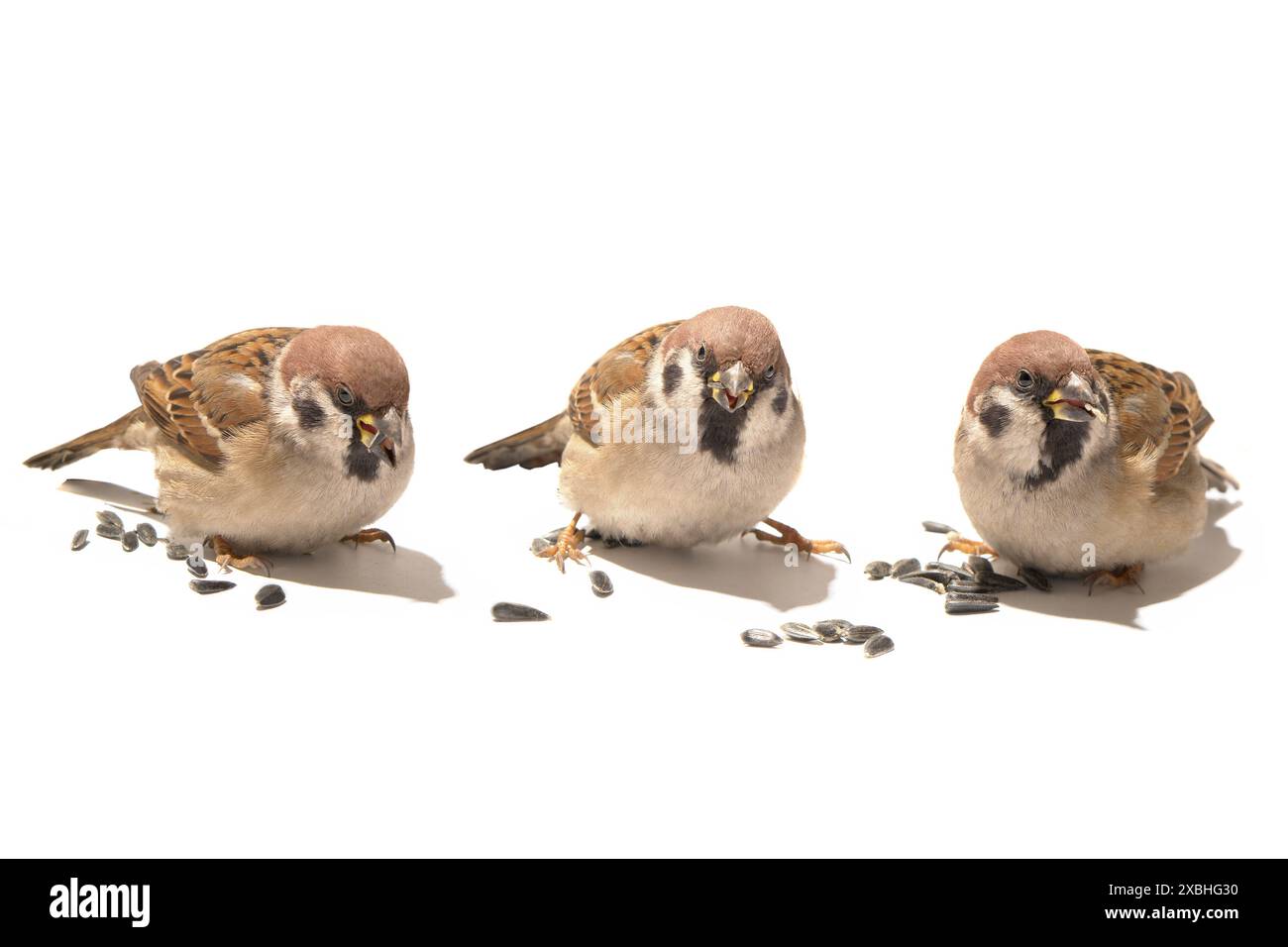Sparrow view Cut Out Stock Images & Pictures - Alamy