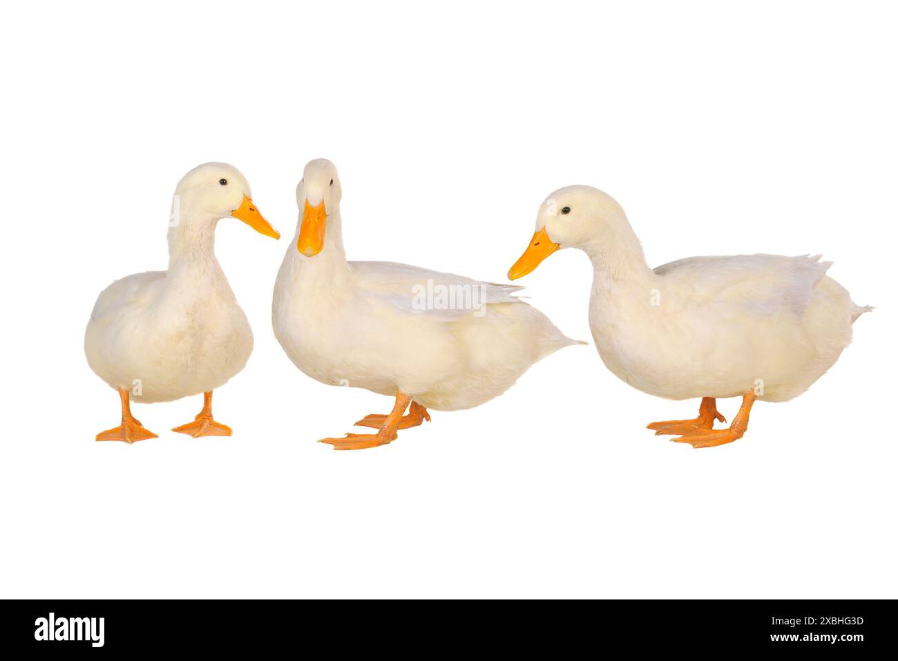 three duck on a white background Stock Photo - Alamy