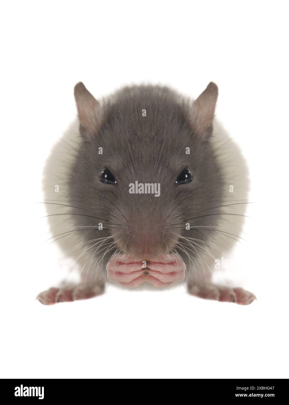 Grey rat hi-res stock photography and images - Alamy