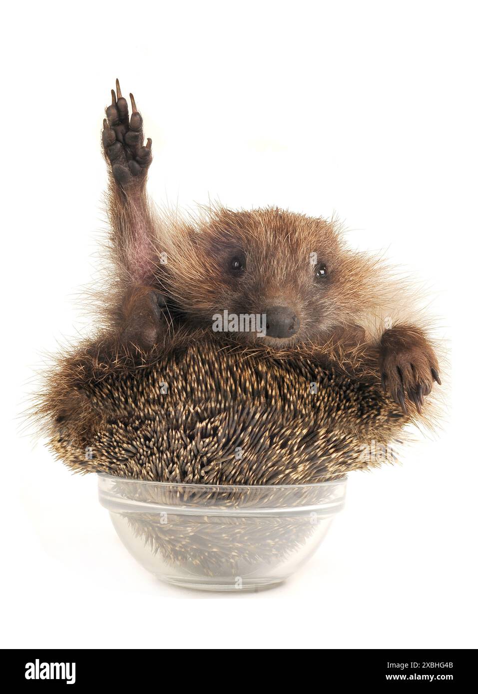 Standing hedgehog on a white background Stock Photo - Alamy
