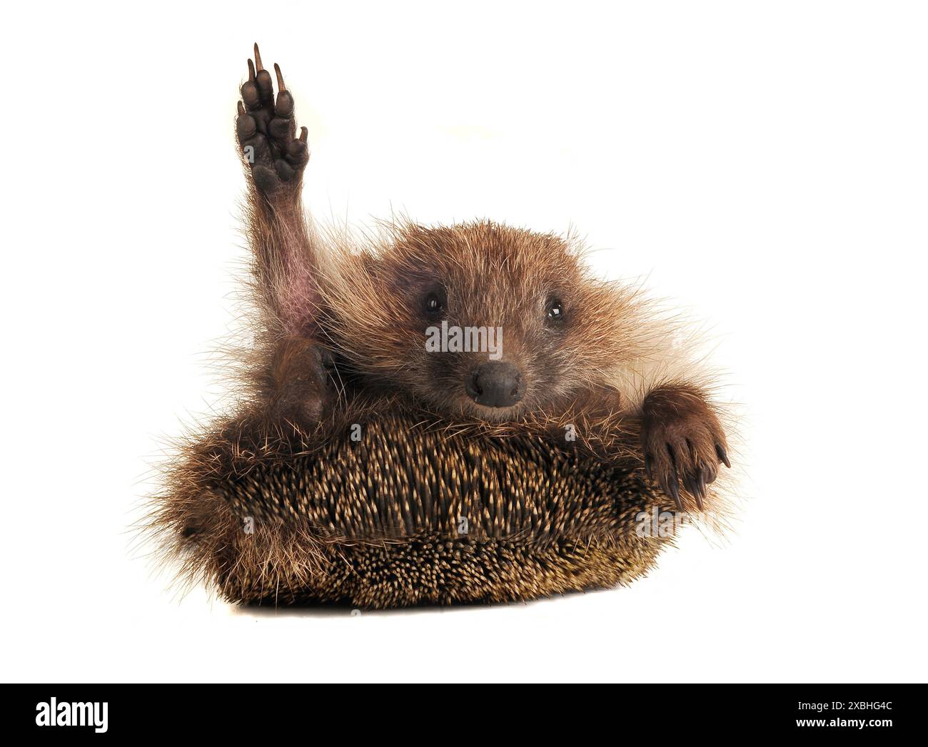 Standing hedgehog on a white background Stock Photo - Alamy