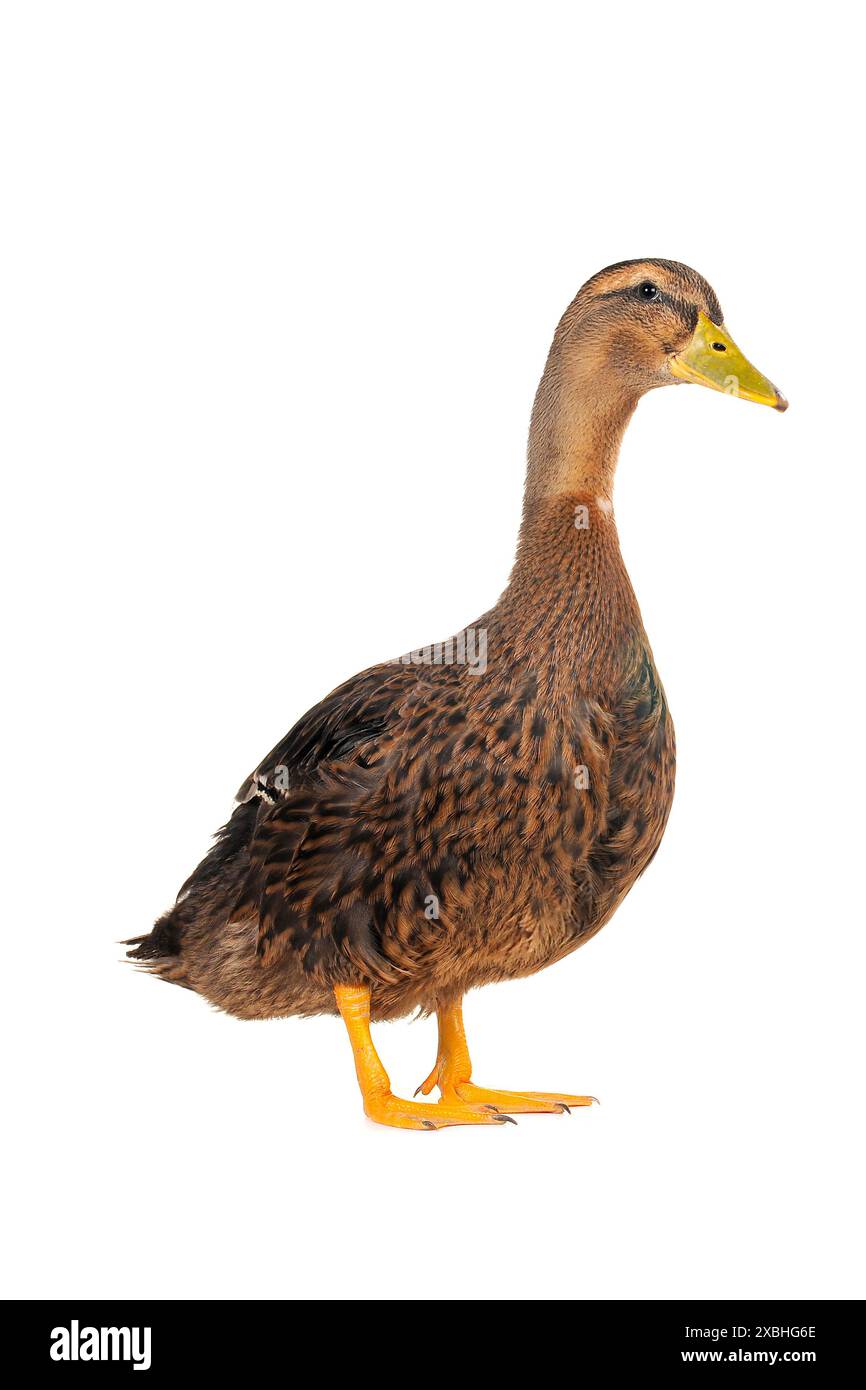 duck on a white background Stock Photo - Alamy