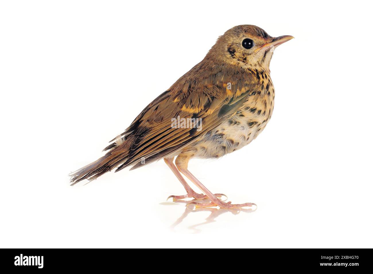 Baby of a song thrush hi-res stock photography and images - Alamy