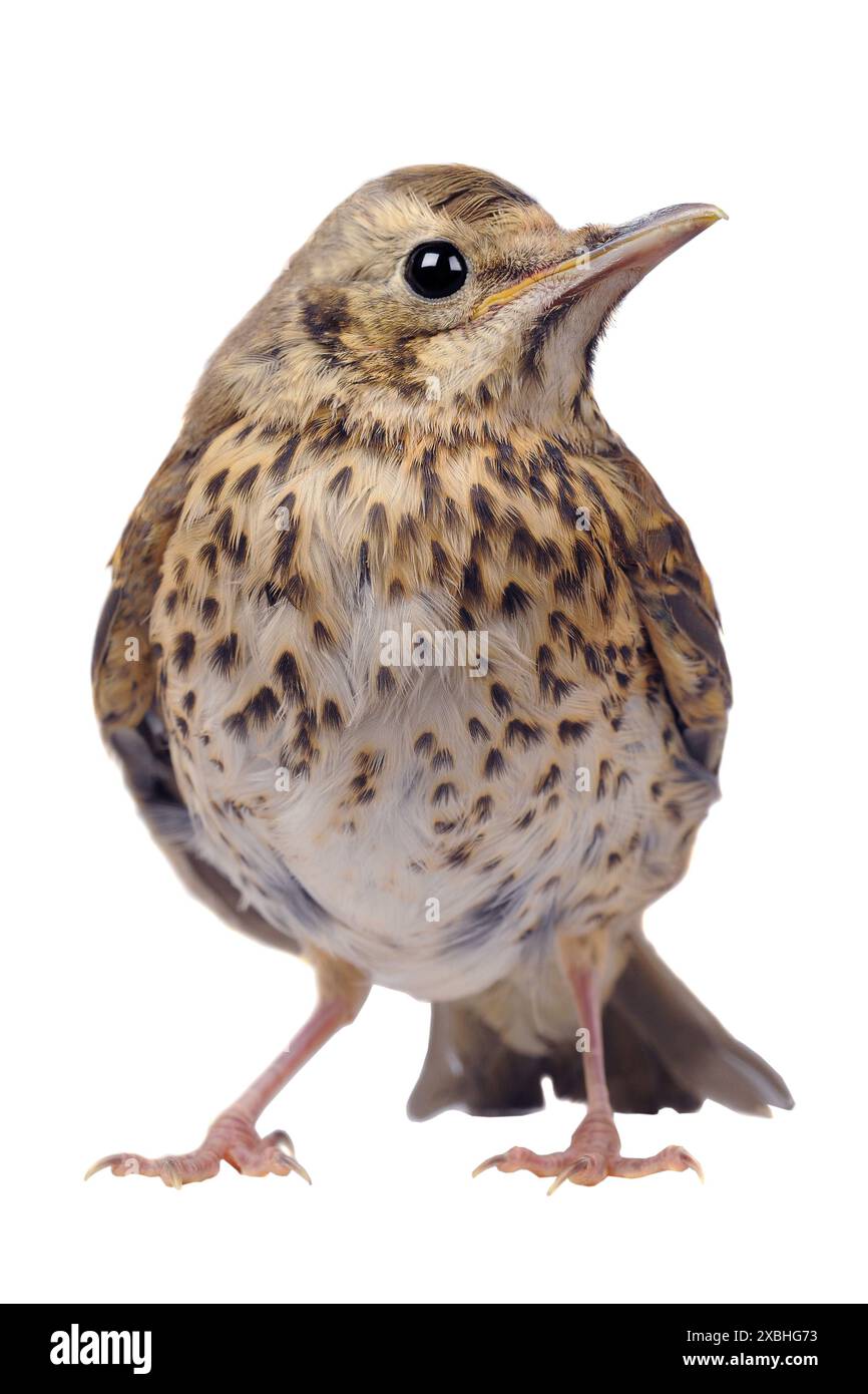 Baby thrush Cut Out Stock Images & Pictures - Alamy
