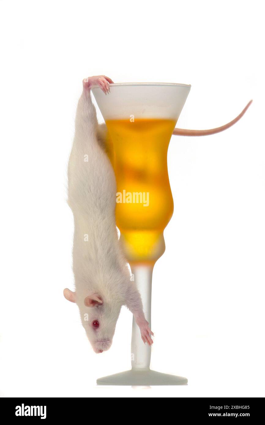 Lab mouse drink hi-res stock photography and images - Alamy