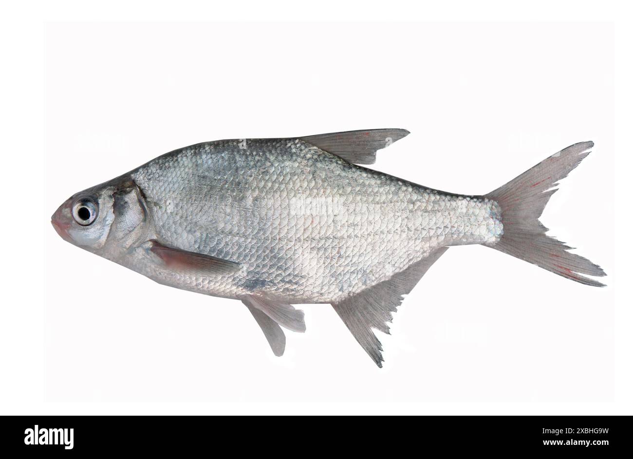 fish bream on white background Stock Photo - Alamy