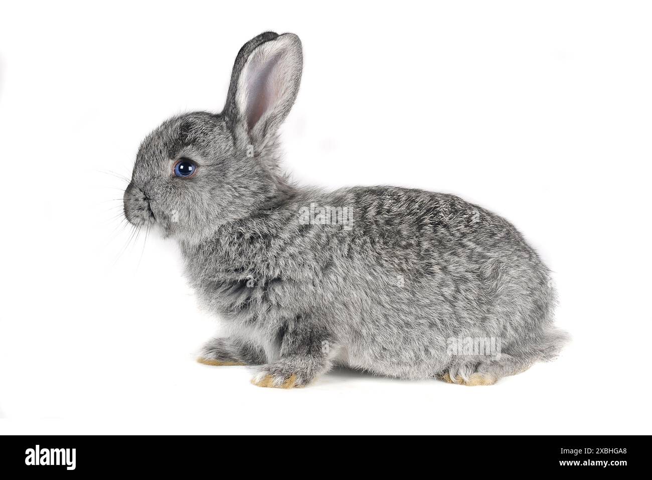Gray rabbit with blue eyes Stock Photo - Alamy