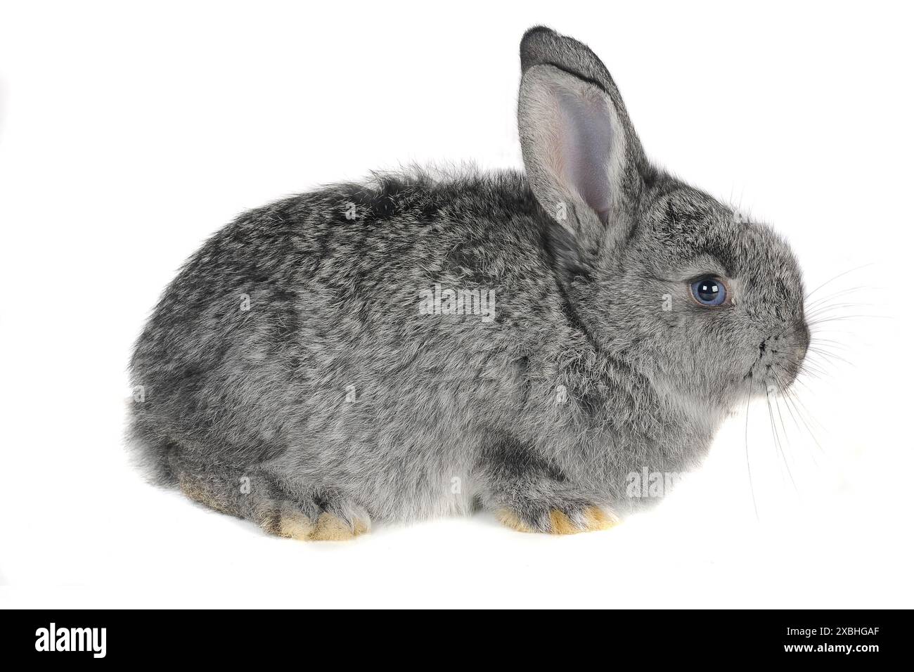 Blue rabbit head Cut Out Stock Images & Pictures - Alamy