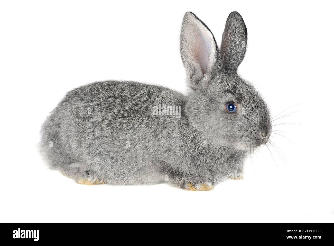 Gray rabbit with blue eyes Stock Photo - Alamy