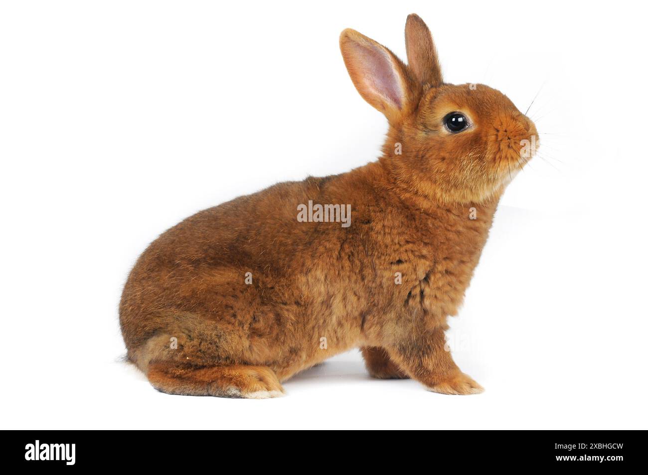 Castle towers fortress in Cut Out Stock Images & Pictures - Alamy