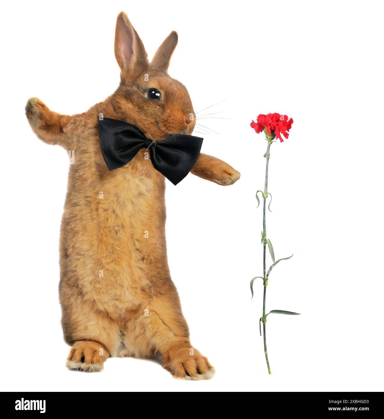 Standing, a rabbit on a white background Stock Photo - Alamy