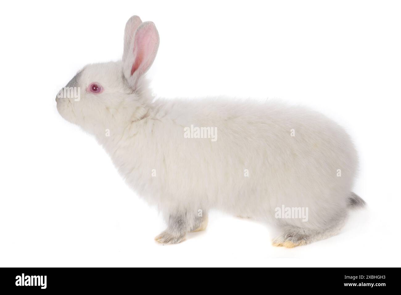 White rabbit with red eyes Stock Photo - Alamy