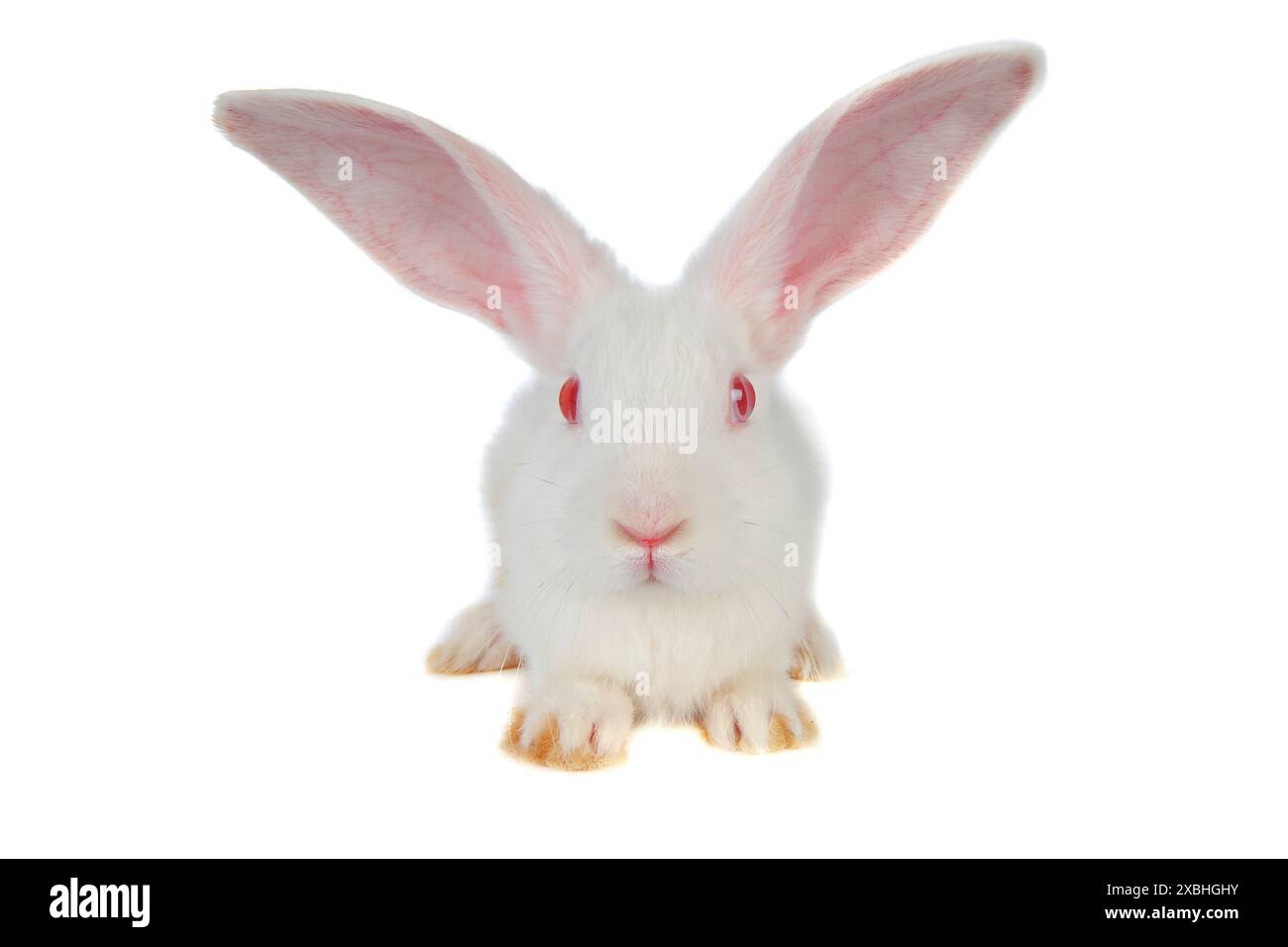 White rabbit with red eyes Stock Photo - Alamy
