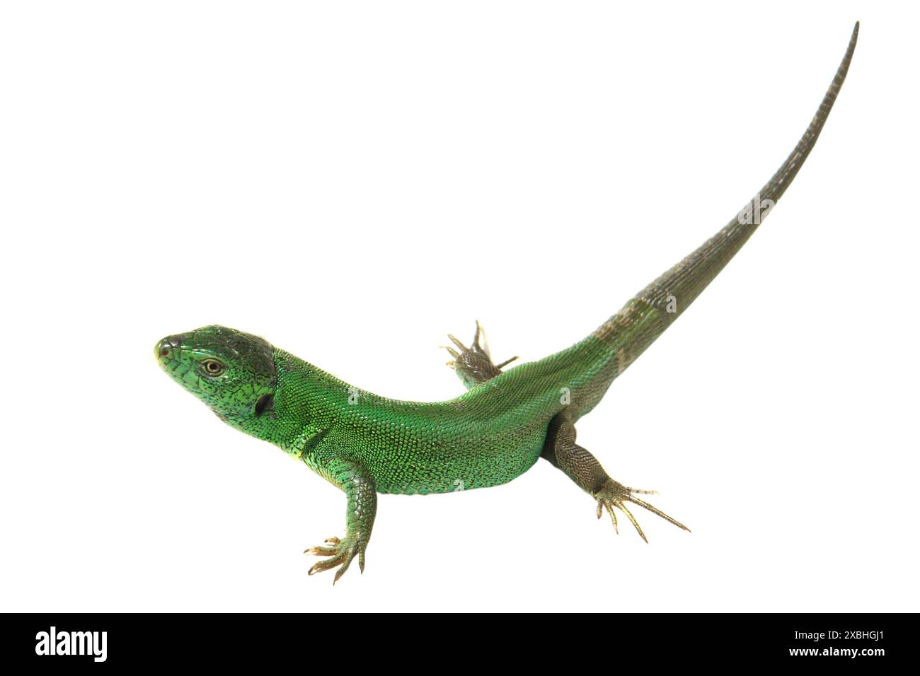 green lizard isolated on white Stock Photo - Alamy