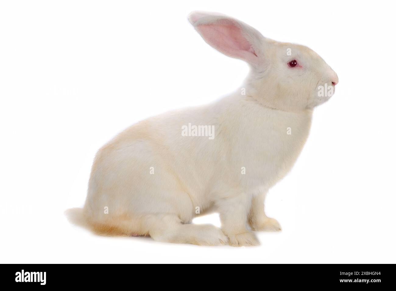 white rabbit with blue eyes Stock Photo - Alamy