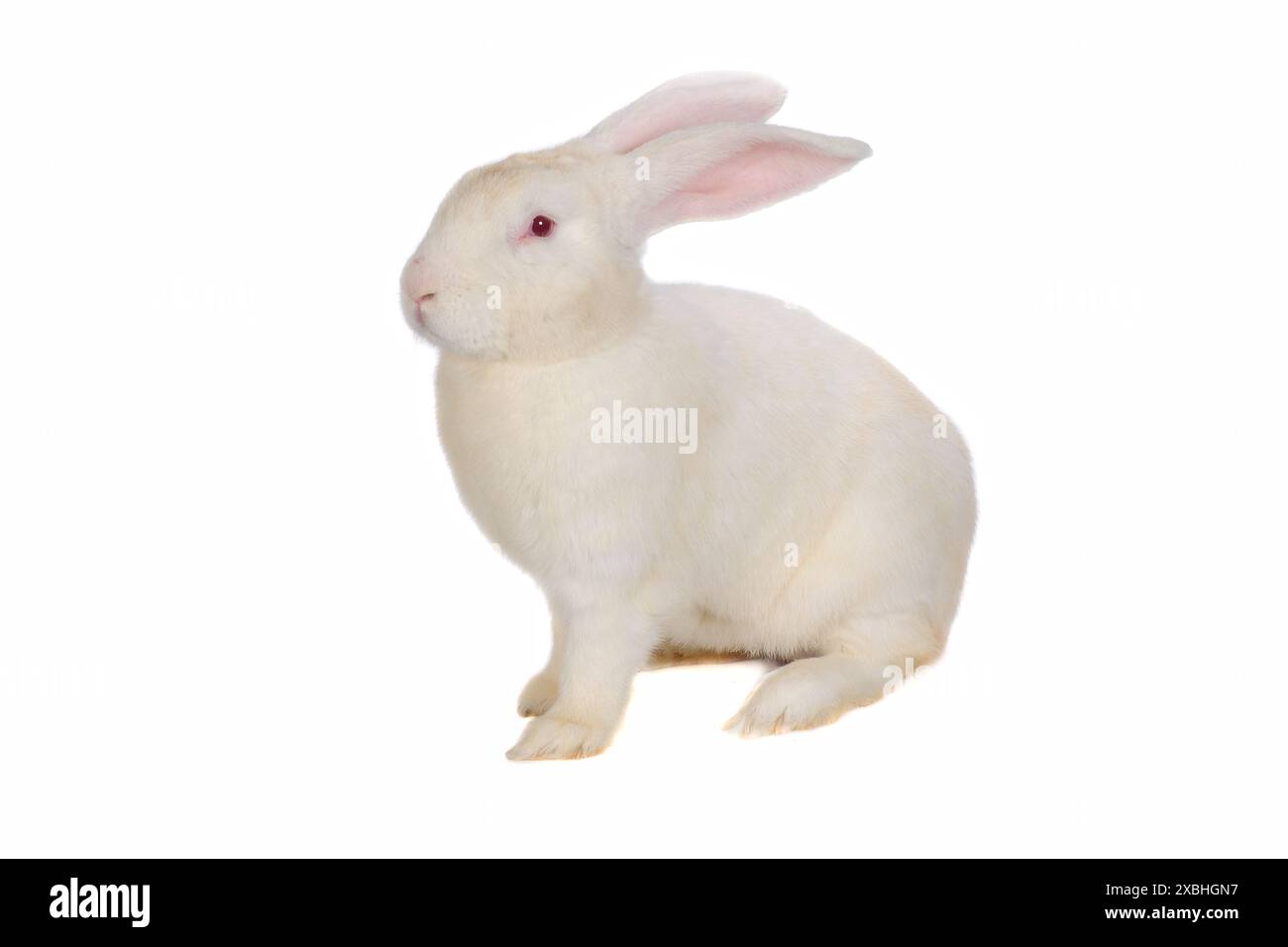 white rabbit with blue eyes Stock Photo - Alamy