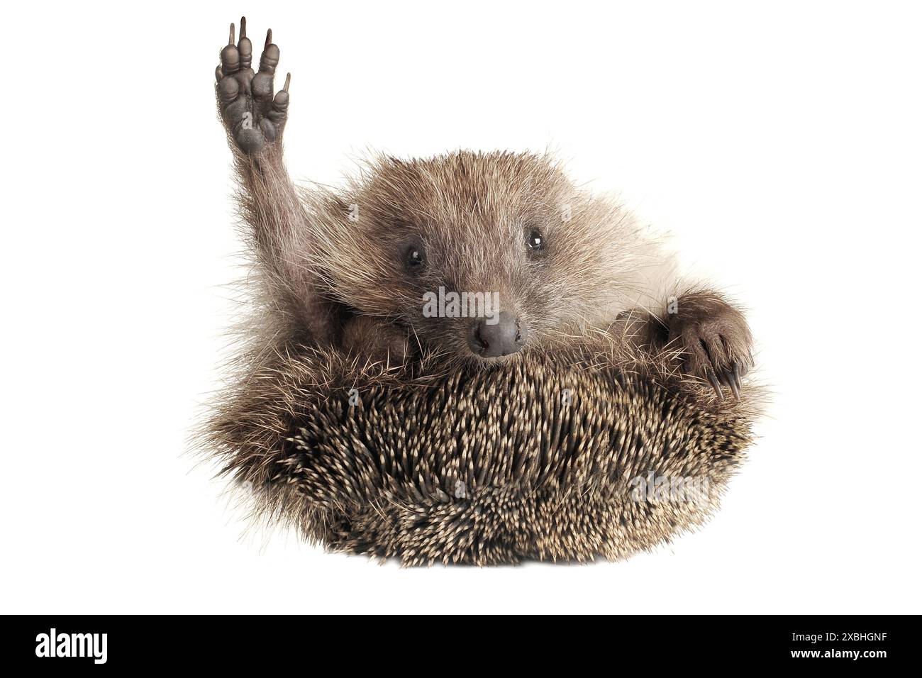 Standing hedgehog on a white background Stock Photo - Alamy