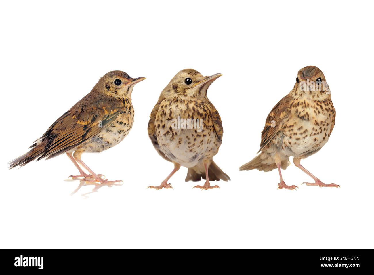 Baby of a song thrush hi-res stock photography and images - Alamy