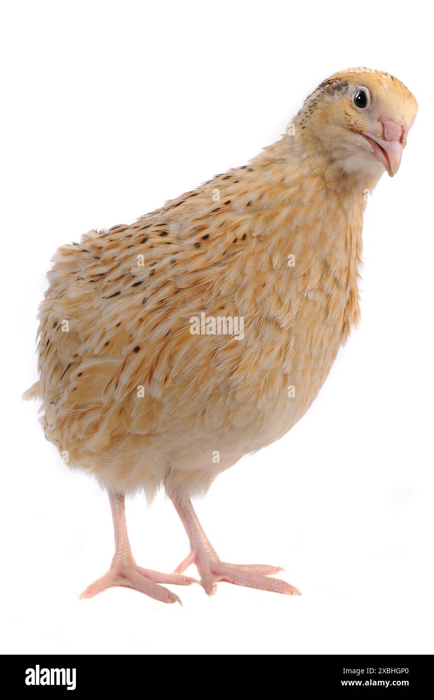 adult quail isolated on white background Stock Photo - Alamy