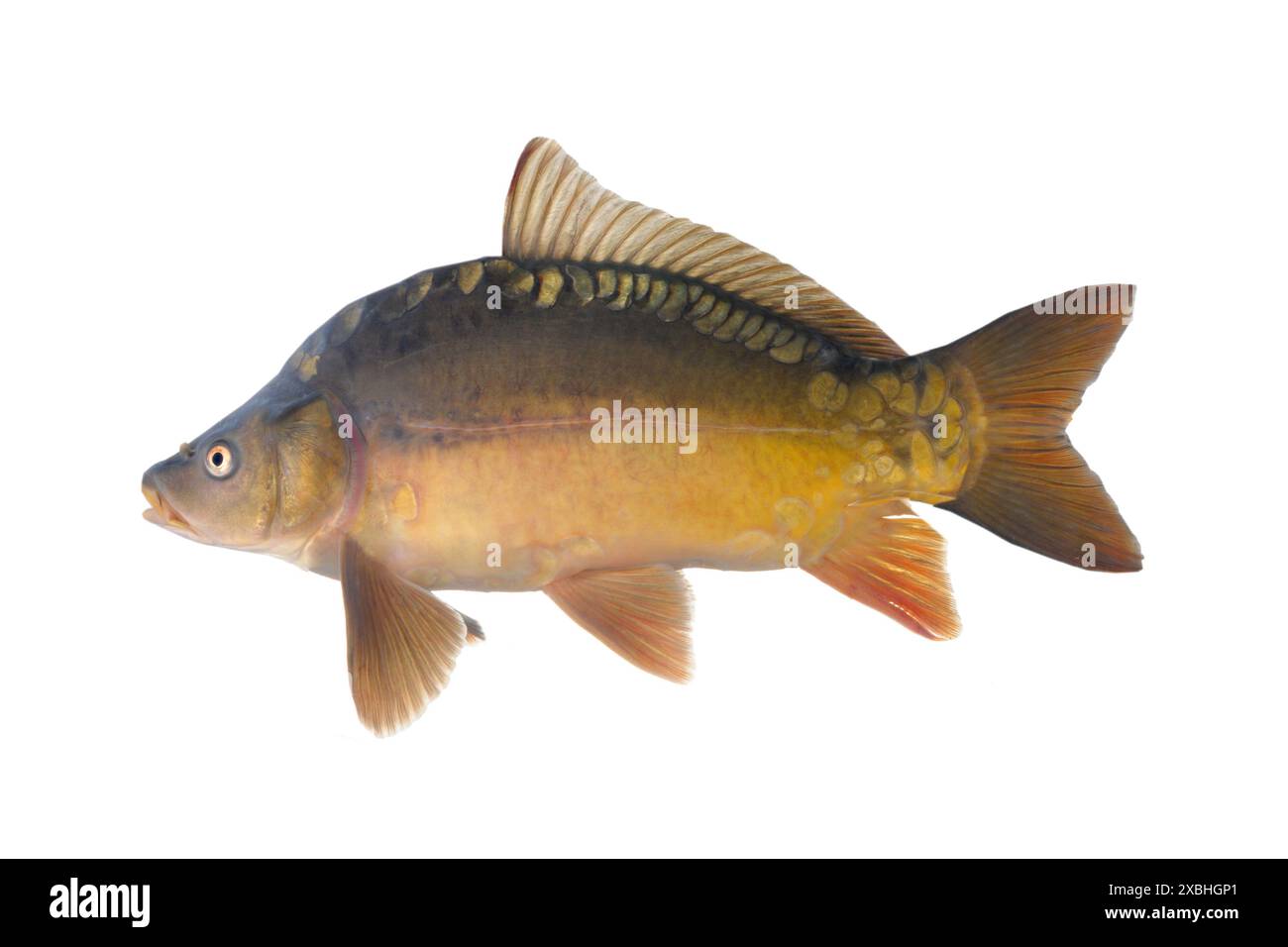 Mirror carp cyprinus carpio carpio hi-res stock photography and images ...