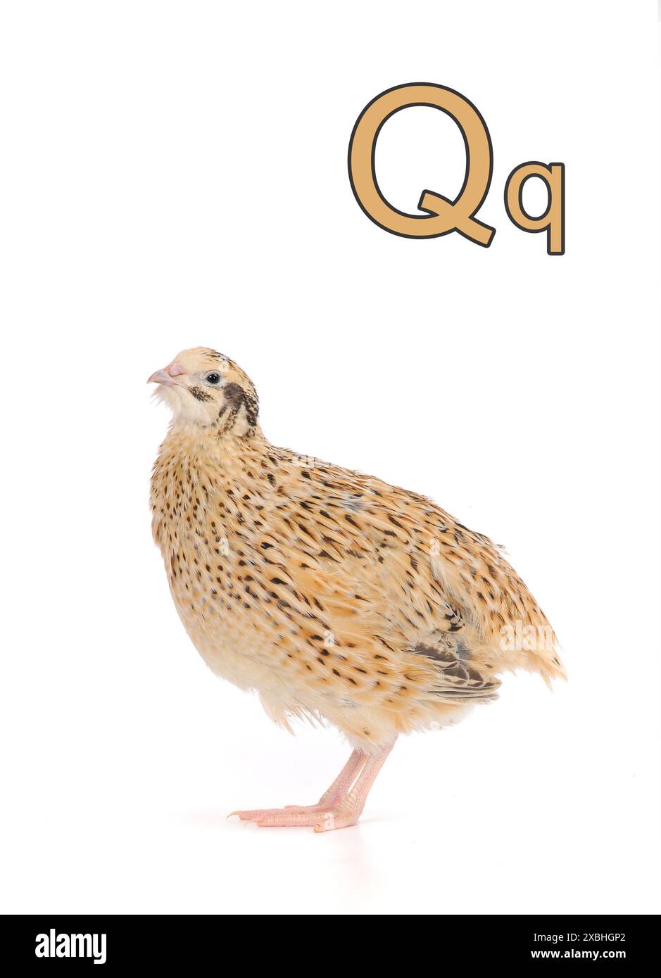 adult quail isolated on white background Stock Photo - Alamy