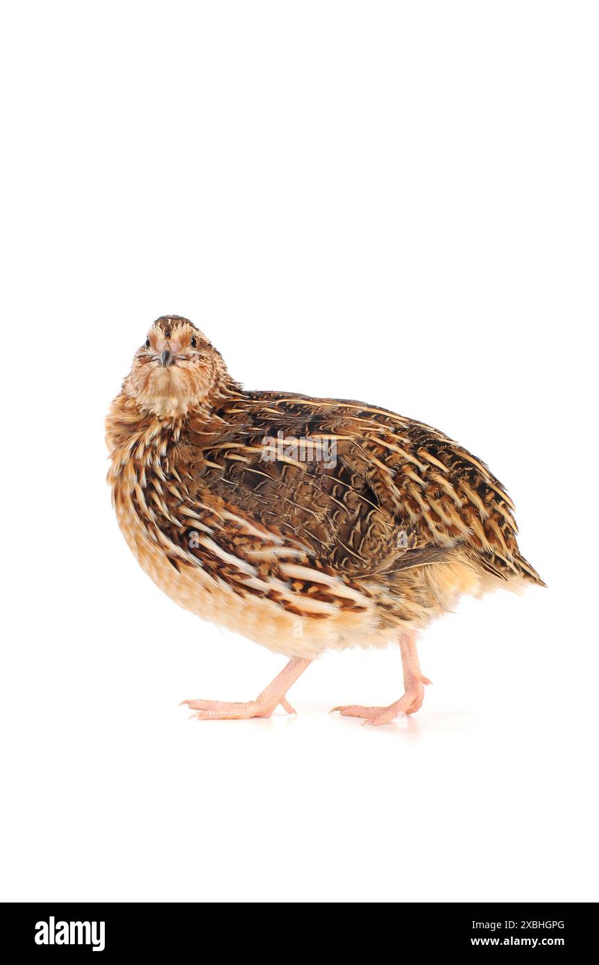 adult quail isolated on white background Stock Photo - Alamy