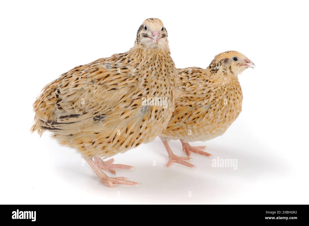 adult quail isolated on white background Stock Photo - Alamy