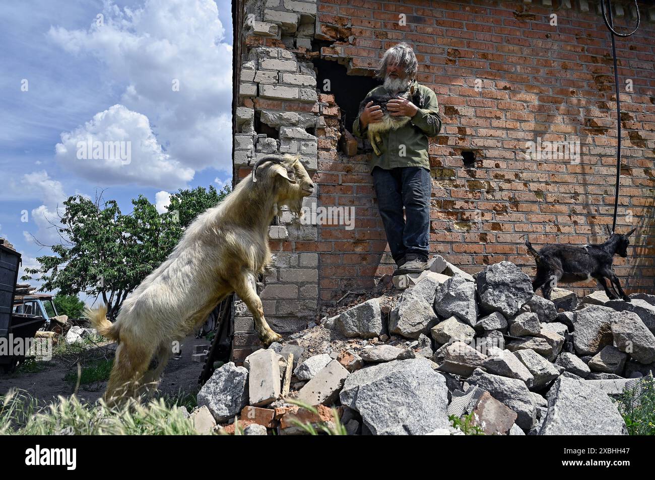 Goat in a corner hi-res stock photography and images - Alamy