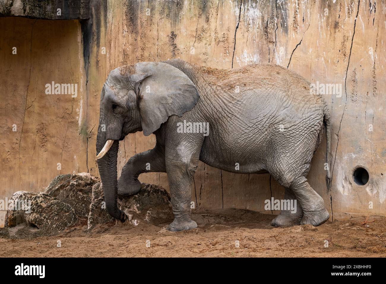 Elephant leg hi-res stock photography and images - Alamy