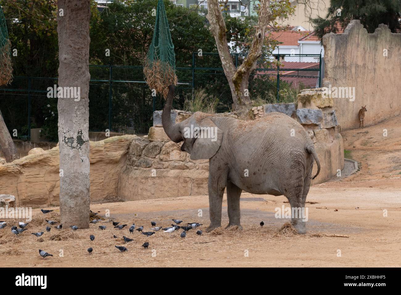 The African bush elephant (Loxodonta africana) or African savanna ...